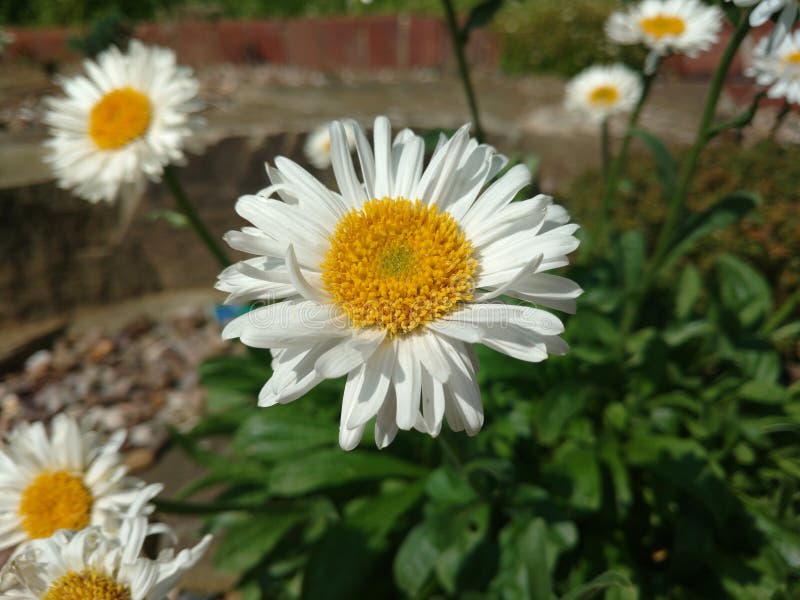 Giant Daisy, Shasta Daisy, Margherita Gigante Stock Photo - Image of ...
