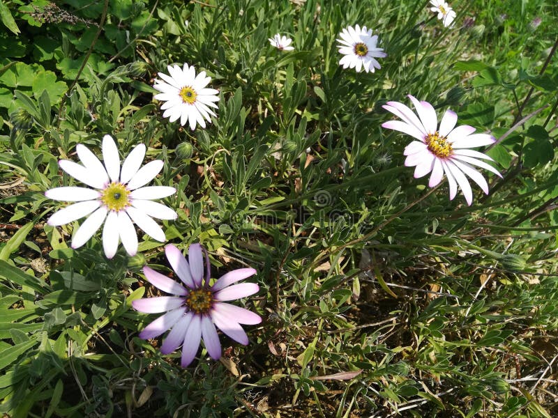 Big daisys stock photo. Image of vegetation, giant, green - 117139818