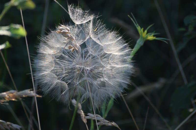 Giant Dandelion Over Dark Water Stock Image - Image of flowers, dark ...