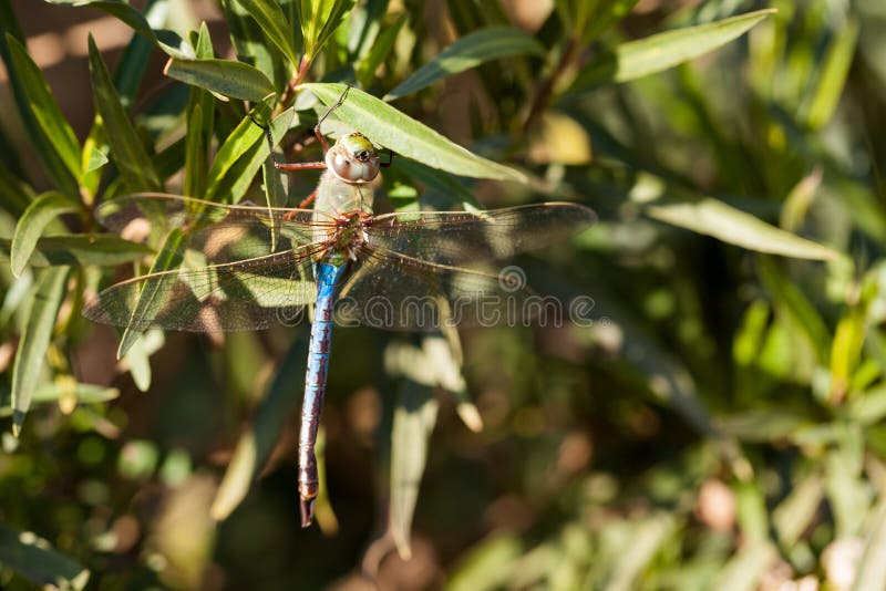 Red Darner Dragonfly stock photo. Image of insect, closeup - 33637844