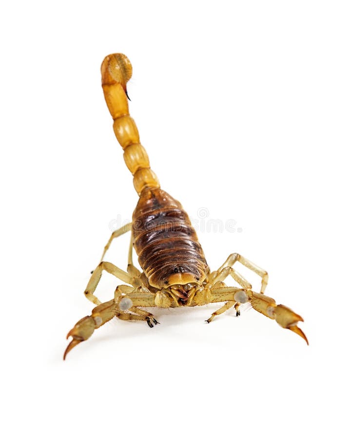 Giant Desert Hairy Scorpion Looking into Camera Stock Image - Image of ...