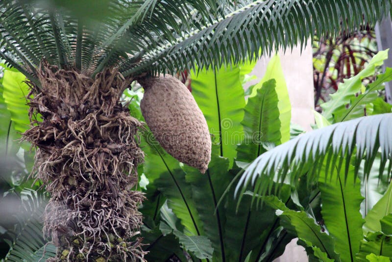A Giant Doon Cycad Tree with a Large Seed Cone Growing at the Top of ...