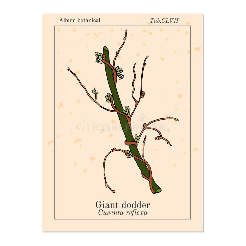 Giant Dodder Cuscuta Reflexa , Medicinal Plant Stock Vector ...