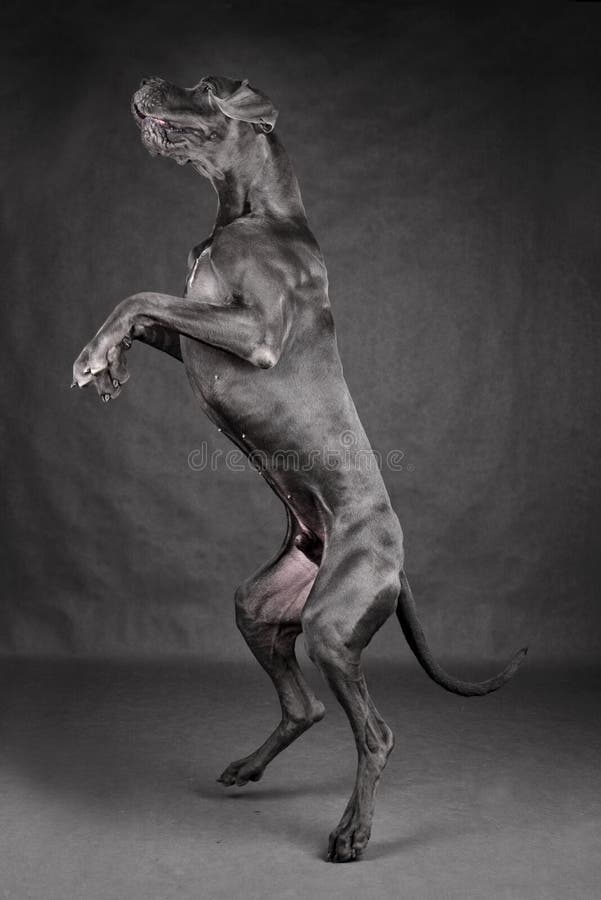 Giant dog dancing stock image. Image of large, profile - 266724041