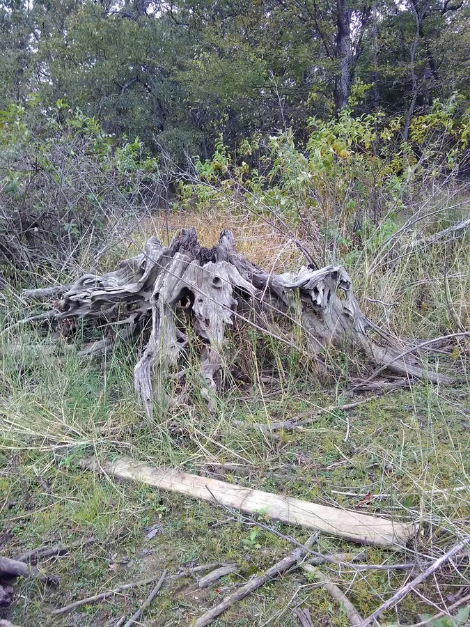 Giant tree stump stock image. Image of giant, stump - 106410415