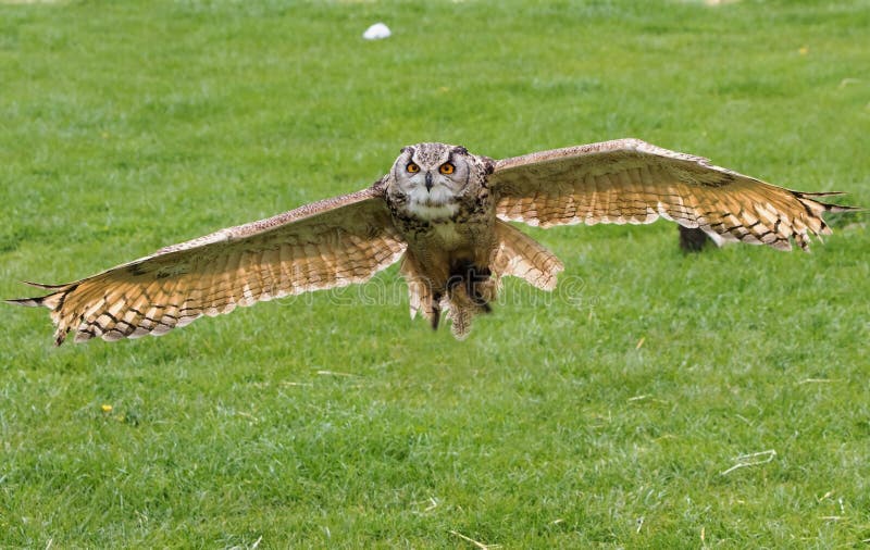 Giant Talons Stock Photos - Free & Royalty-Free Stock Photos from ...