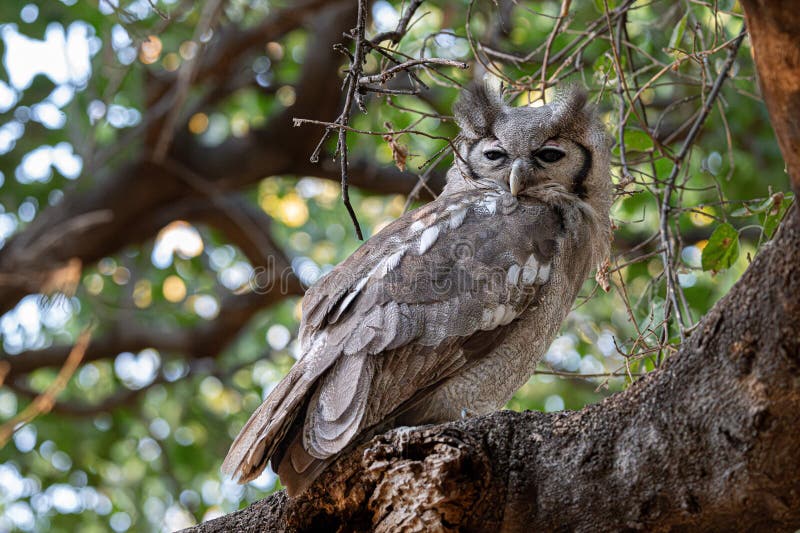 Silent Giant Bird Predator Stock Photos - Free & Royalty-Free Stock ...