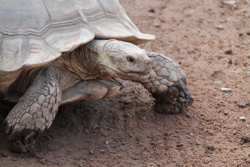 Giant Earth Tortoise. stock photo. Image of slow, shell - 55588808