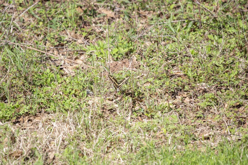 Giant Eastern Swallowtail Butterfly Stock Image - Image of flapping ...