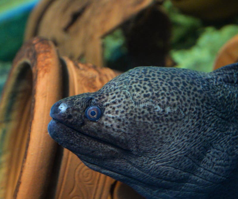 Giant Eel stock image. Image of tropical, wild, ocean - 64795803