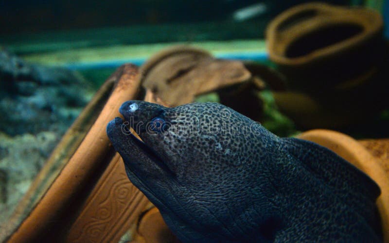 Giant Eel stock photo. Image of life, marine, dive, coral - 64946798