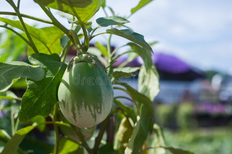 Giant Eggplant. stock photo. Image of garden, fresh - 161454088