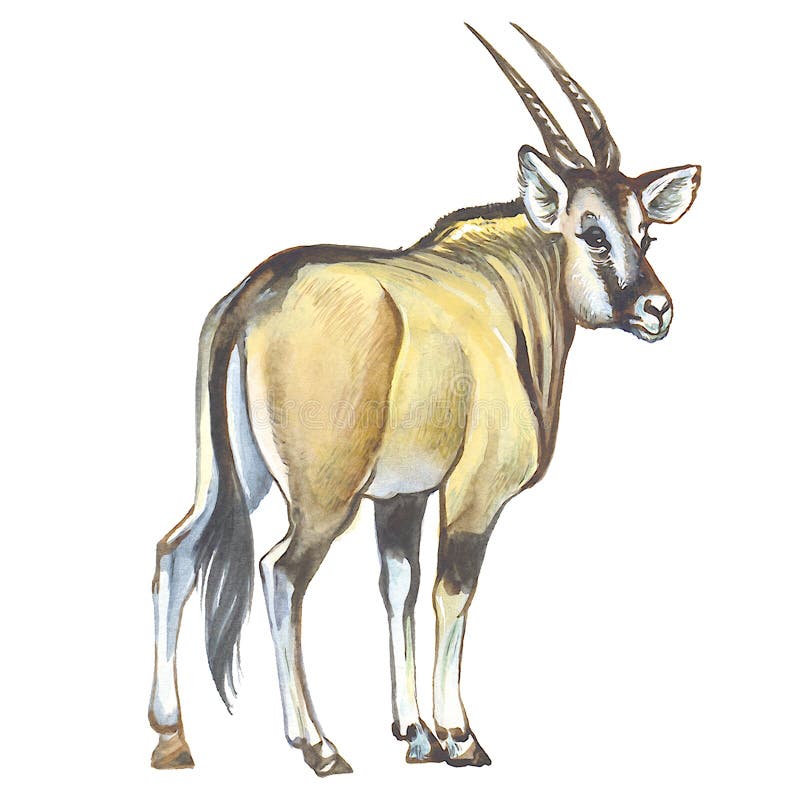 Eland Stock Illustrations – 502 Eland Stock Illustrations, Vectors ...