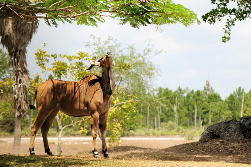 Giant eland antelope stock photo. Image of animal, animals - 27430438