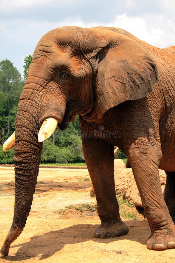Giant Elephant stock photo. Image of elephants, giant - 2421468