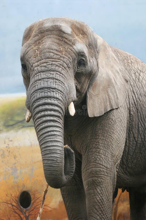 Giant elephant stock image. Image of stately, titan, animal - 4629837