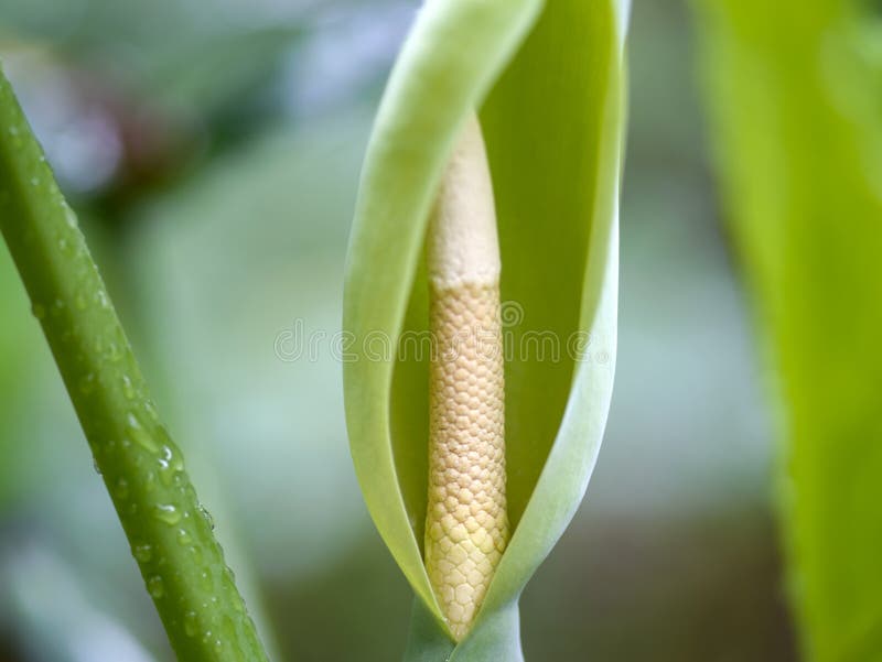 Giant Elephant S Ear Flower Stock Image - Image of gardening, floral ...