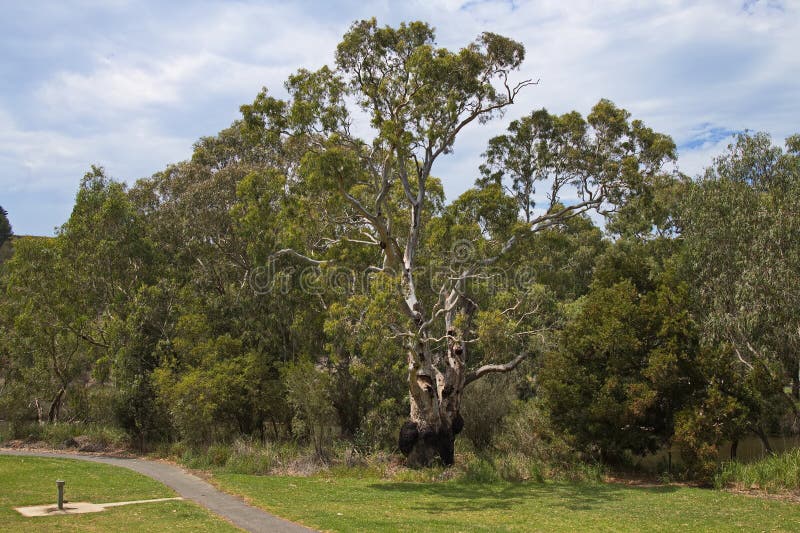 Giant Eucalyptus Tree at Barwon River in Geelong Stock Photo - Image of ...