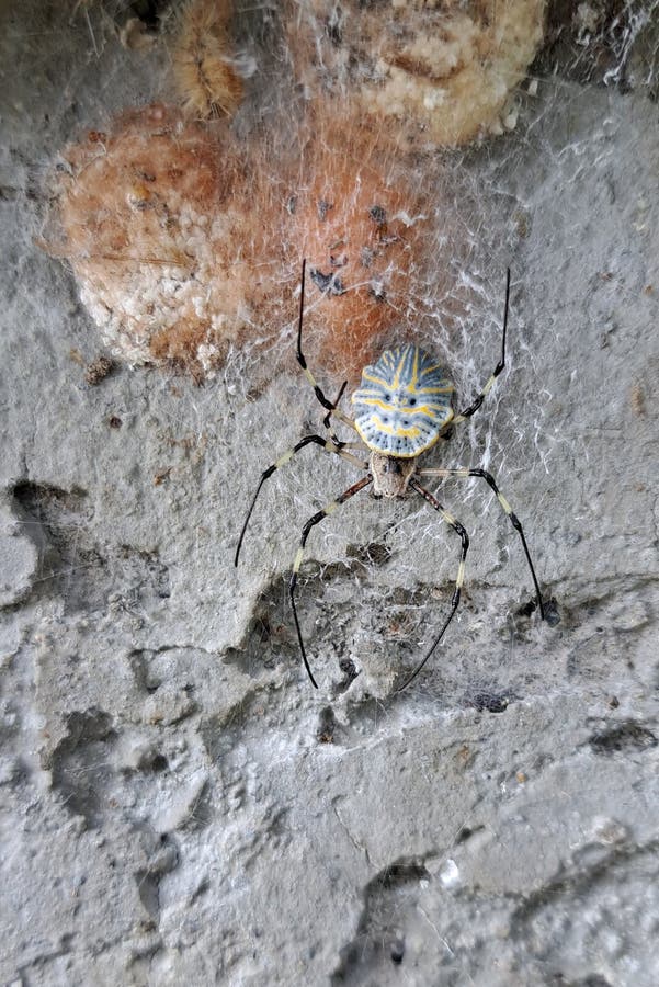 Giant Exotic Spider Blue and Yellow Long Legs Bugs Creepy Big Spider on ...