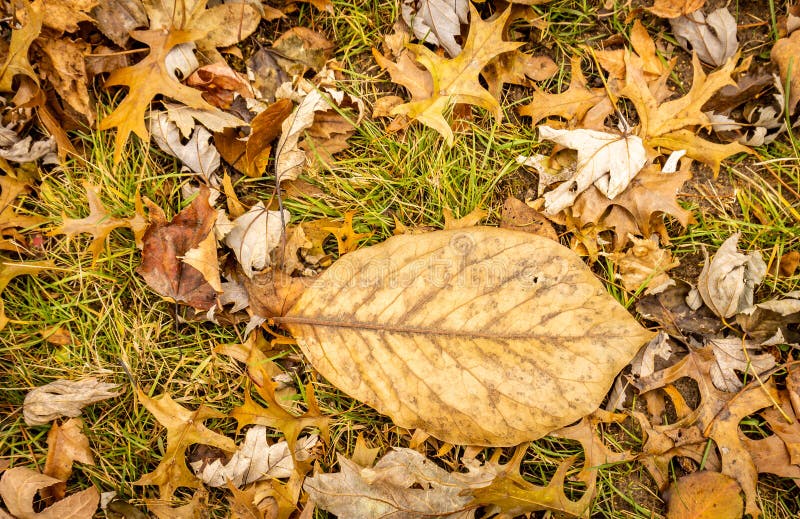 Giant Fall Leaf on the Ground in the Fall Stock Photo - Image of flora ...