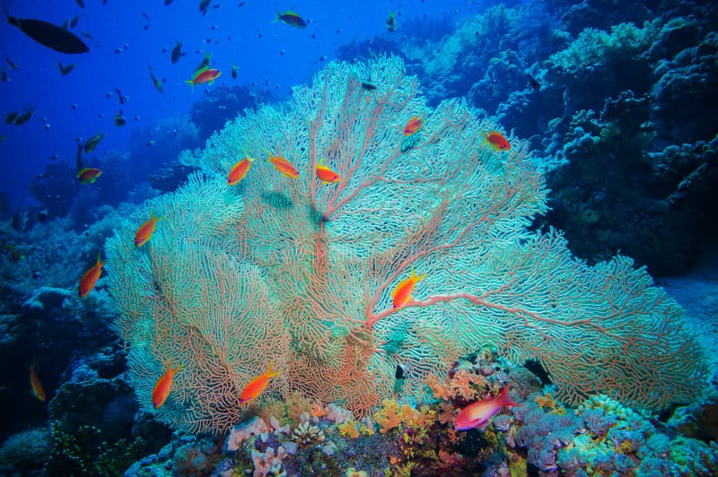 Giant Fan (gorgonian) in the Current Stock Image - Image of underwater ...