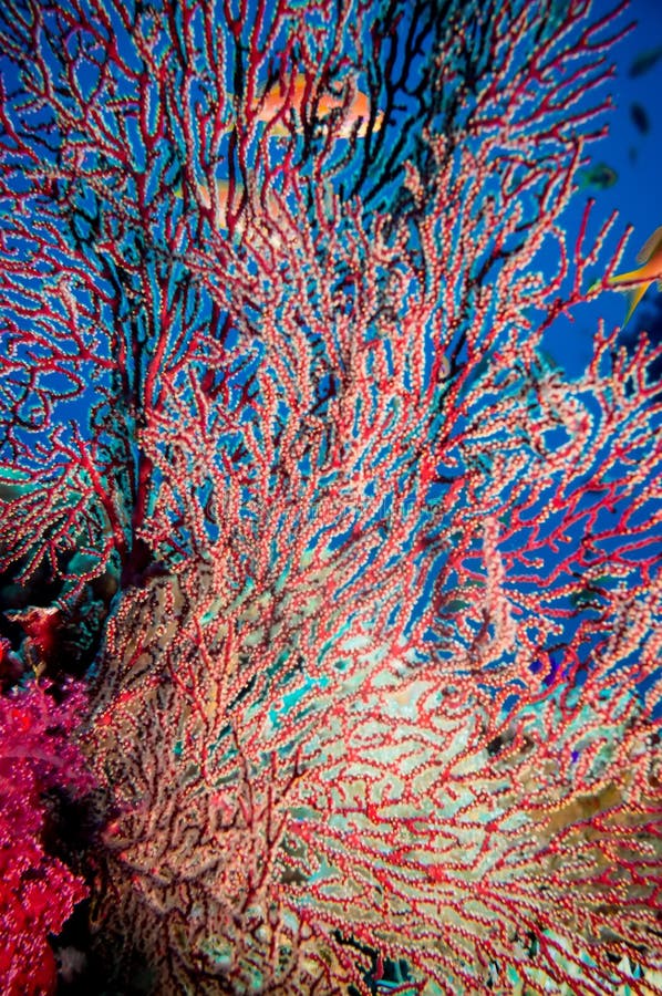 Giant Fan (gorgonian) in the Current Stock Photo - Image of climate ...