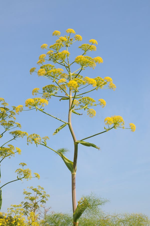Giant fennel stock photo. Image of giant, plants, herb - 19590694
