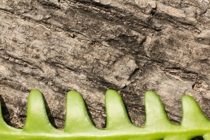 Giant fern on the bark stock photo. Image of natural - 49878664