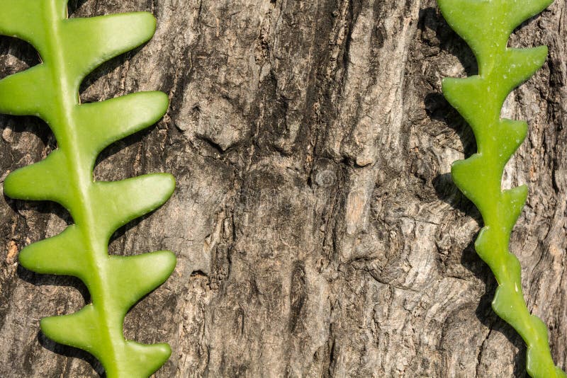 Giant fern on the bark stock image. Image of bark, fern - 49879061