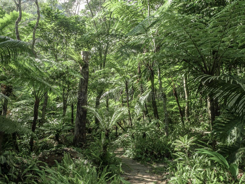 Giant Fern in Deep Tropical Forest Stock Image - Image of fern, park ...