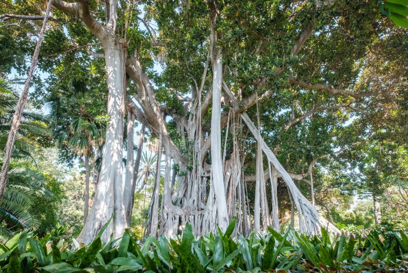 Giant Ficus Tree with Hanging Air Roots Stock Photo - Image of green ...
