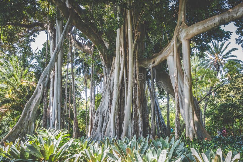 Giant Ficus Tree with Hanging Air Roots Stock Image - Image of giant ...