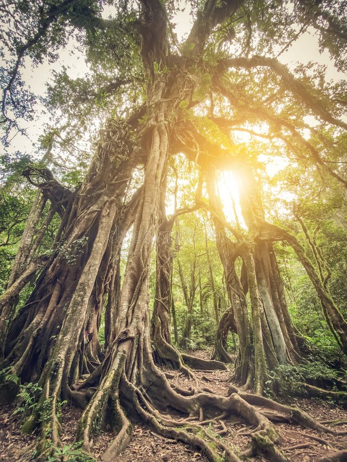 Giant Fig Tree Bali Botanic Garden Bedugul Stock Photos - Free ...