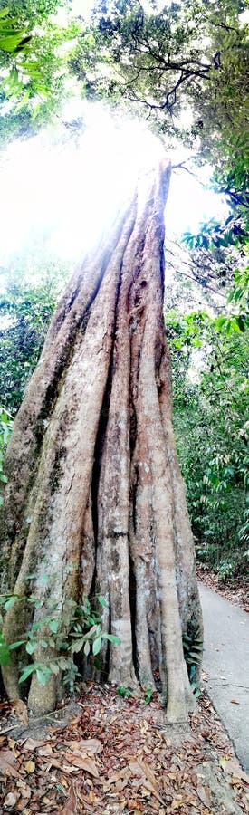 Giant Fig Tree in Singapore Stock Image - Image of plants, high: 194415153