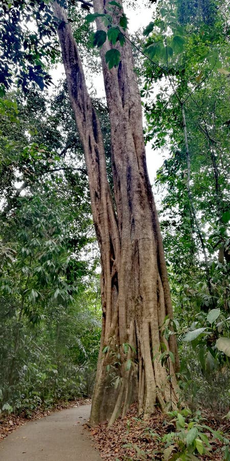 Giant Fig Tree in Singapore Stock Image - Image of plants, high: 194415153