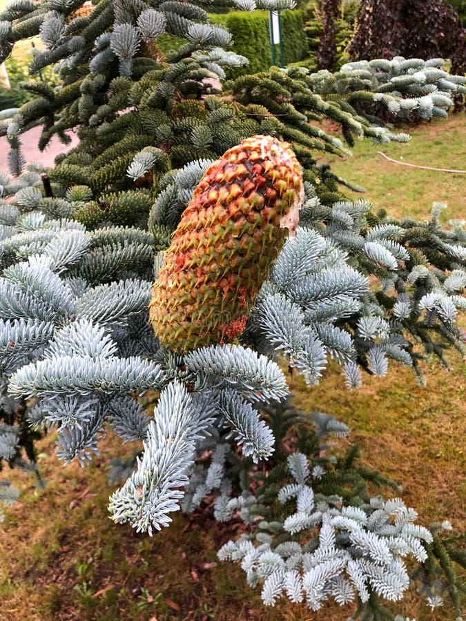 A Giant Fir Cone on a Small Tree Stock Photo - Image of white ...