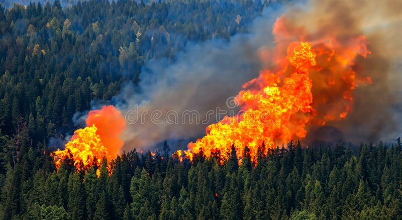 Giant Fire in the Middle of the Forest Stock Photo - Image of ...