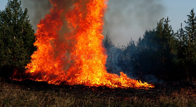 Giant Fire in the Middle of the Leafy Forest with Flames Stock Photo ...