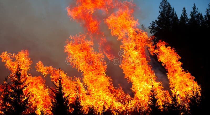Giant Fire in the Middle of the Leafy Forest with High Flames and Black ...