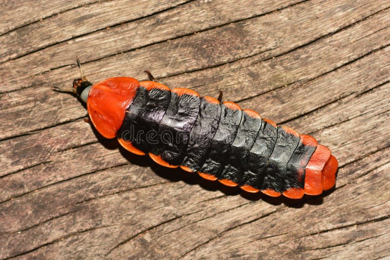 Giant Firefly stock image. Image of freedom, lantern - 55555719