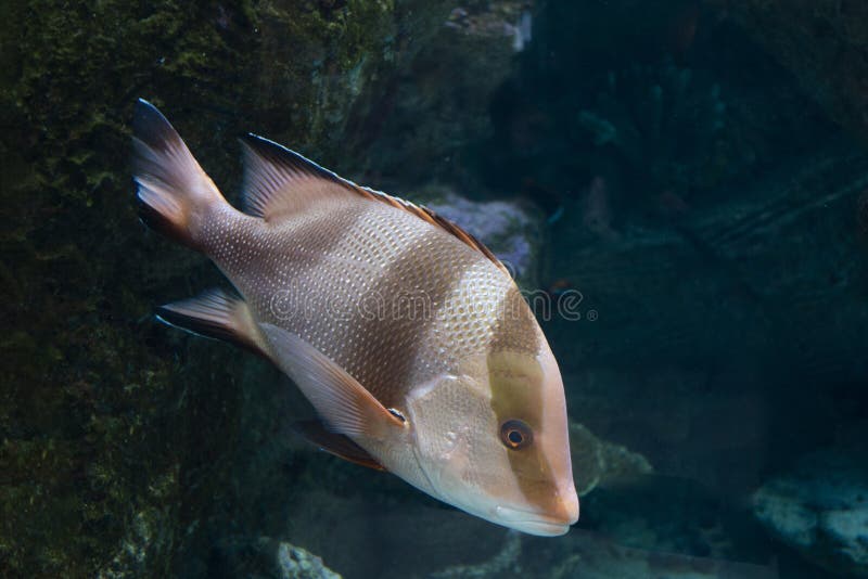 Giant fish stock photo. Image of park, life, beautiful - 140607172