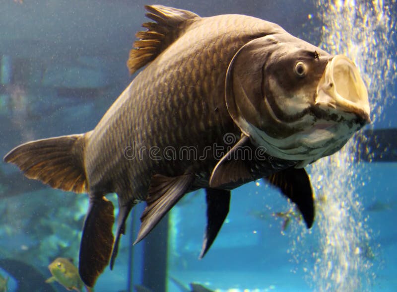 Tambaqui Colossoma Macropomum, Also Known As the Black Pacu, Black ...