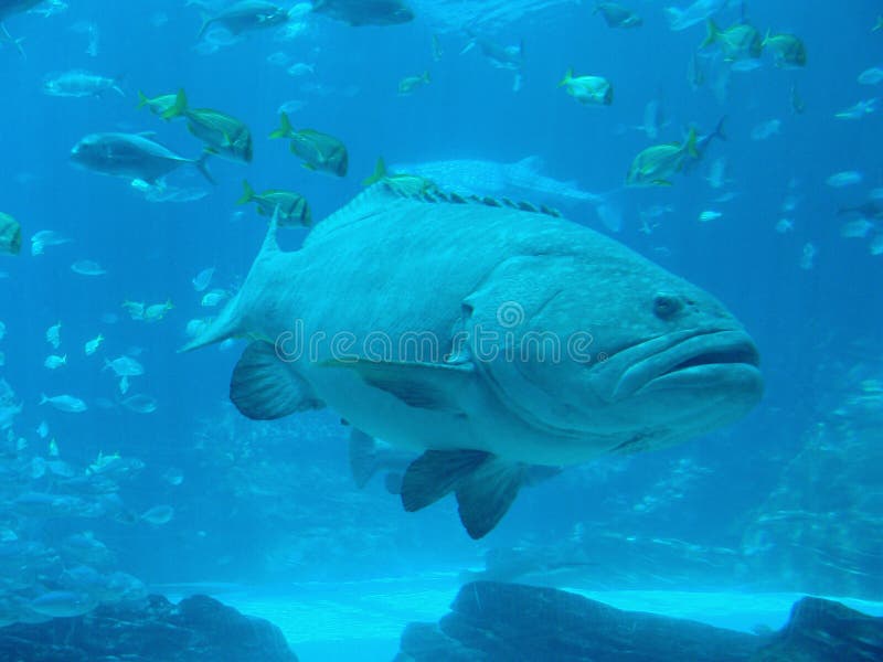 Giant fish stock photo. Image of marine, aquarium, underwater - 8293278