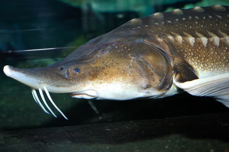 Giant Fish Shaped Trash Bin on a Beach in Espinho, Portugal Stock Image ...