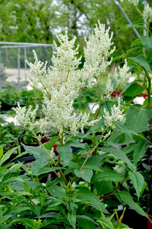 Persicaria Polymorpha - White Fleece Flower and Spirea White Blossoms ...
