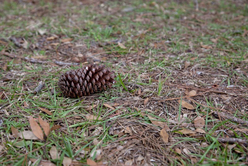 Giant florida pinecone stock photo. Image of leaf, grass - 109690620