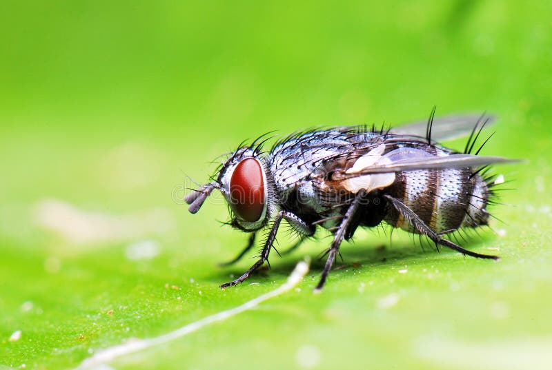 Giant Fly stock photo. Image of carrier, green, dirty - 12822646