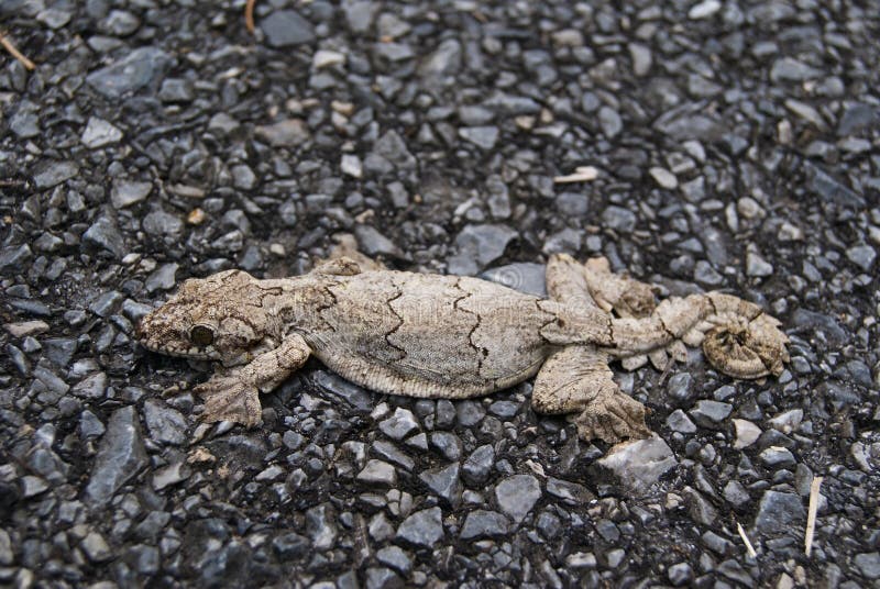 Giant Flying Gecko Ptychozoon Lionotum Stock Photos - Free & Royalty ...