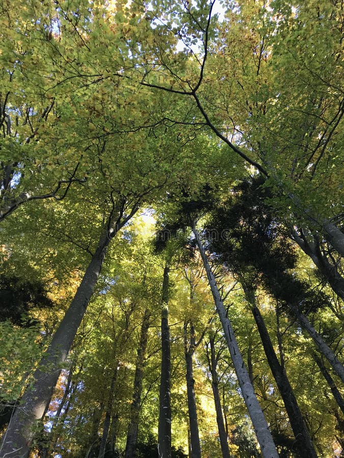 Giant Forest Tree Low Angle View with Blue Sky Stock Image - Image of ...