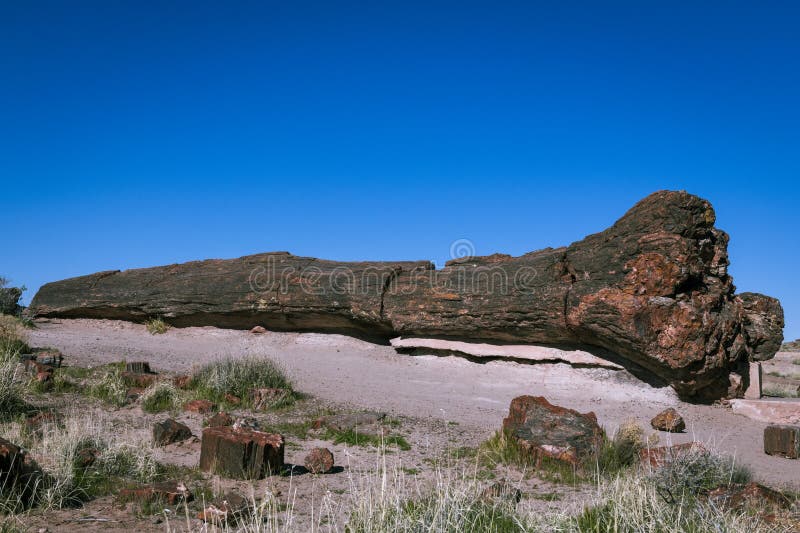 Giant Fossilized Log in Petrified Forest National Park Stock Image ...